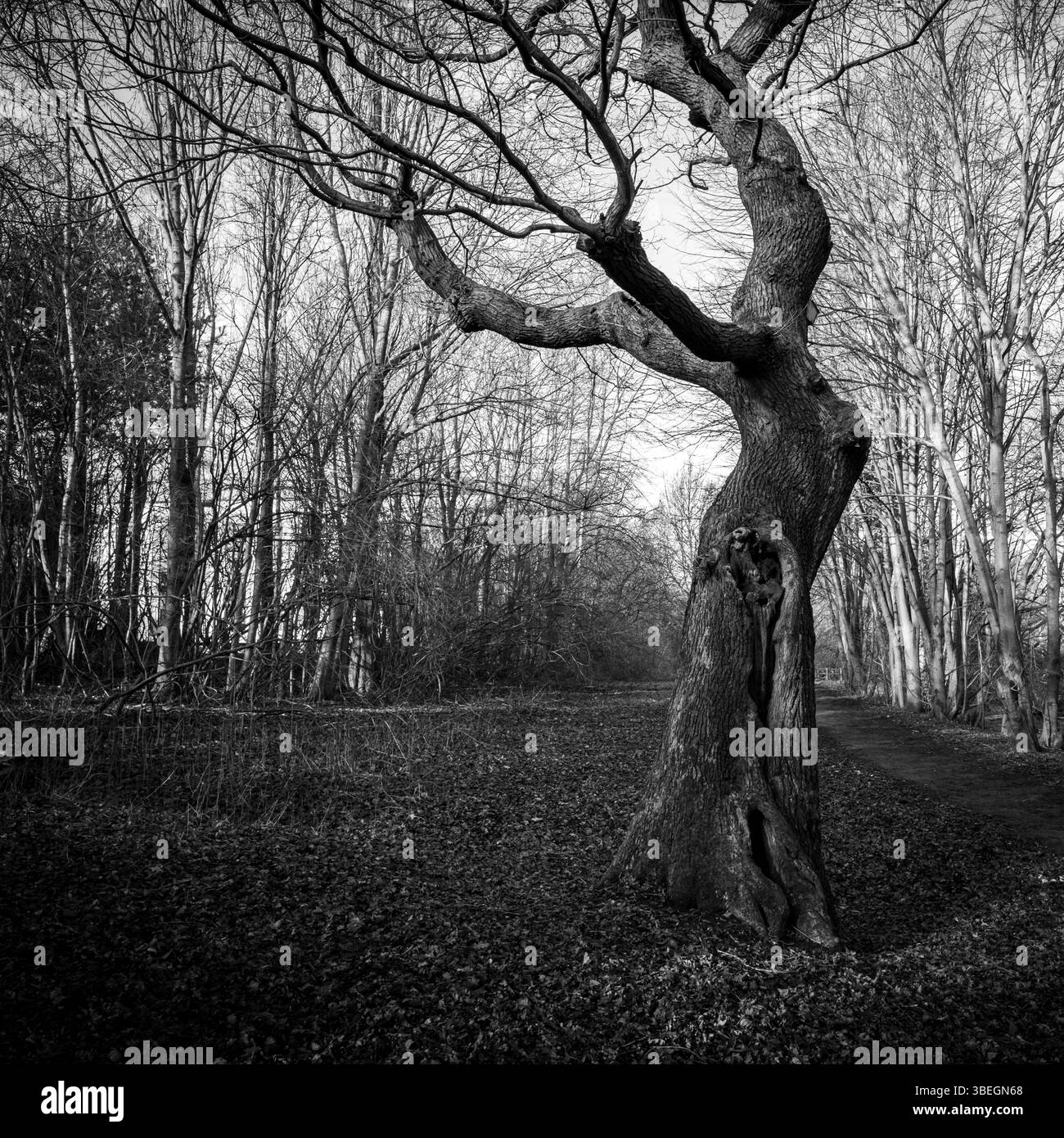 Crooked trees Black and White Stock Photos & Images - Alamy