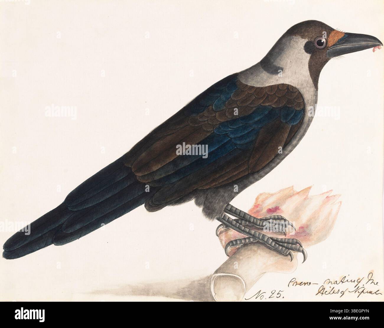 Grey neck crow hi-res stock photography and images - Alamy