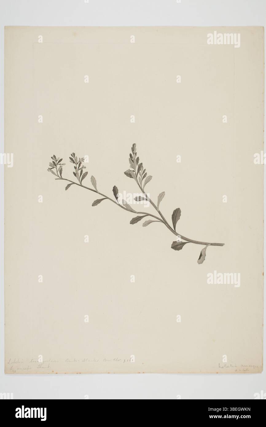 Sydney Parkinson's engraving of *Lobelia alata*, a botanical specimen ...