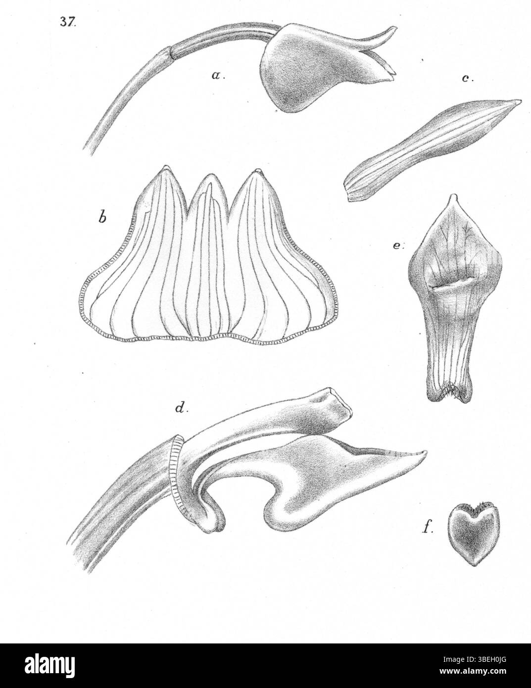 New specimen Cut Out Stock Images & Pictures - Alamy