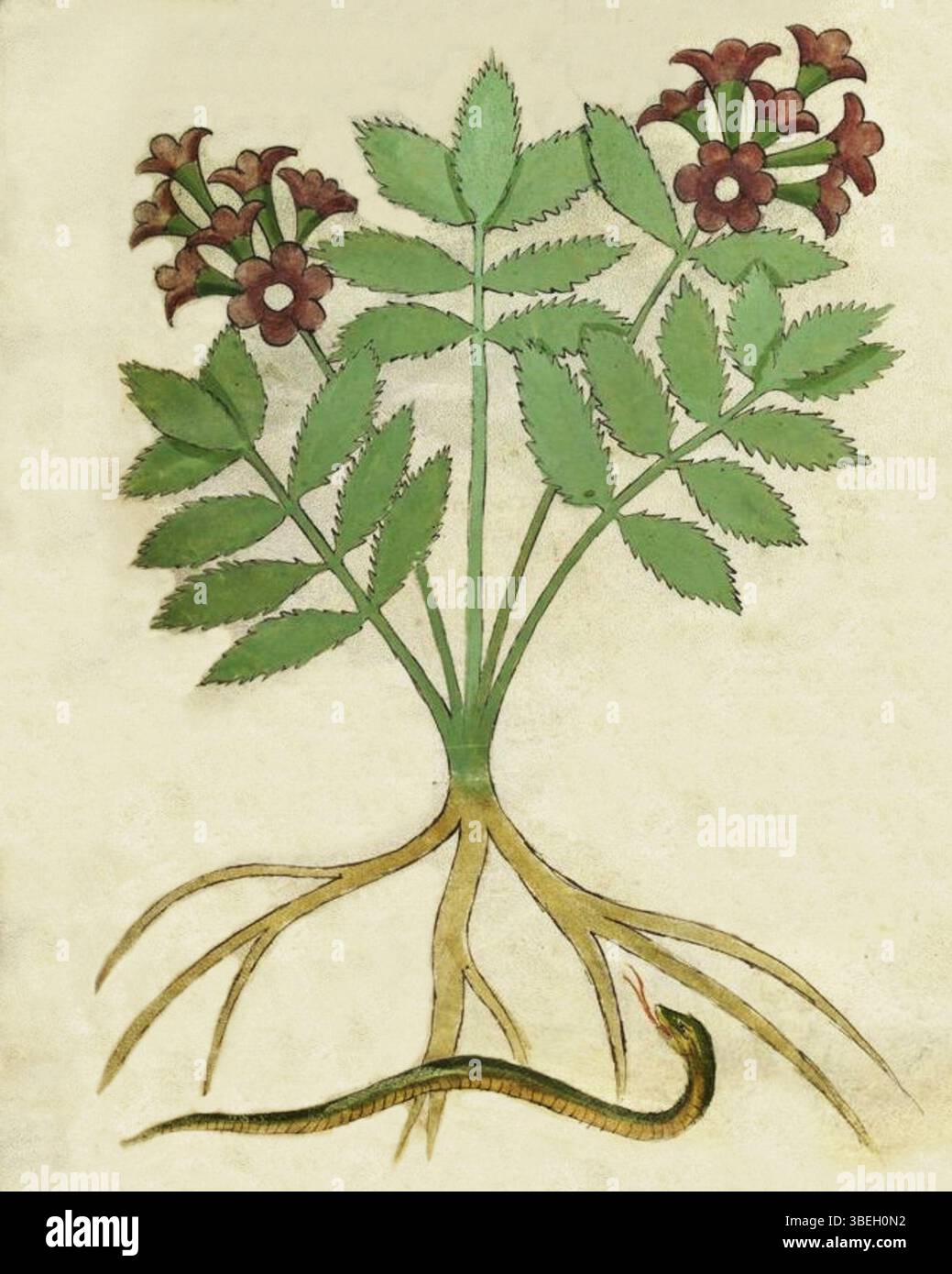 A circa 1440 folio from the British Library's Sloane 4016 manuscript ...