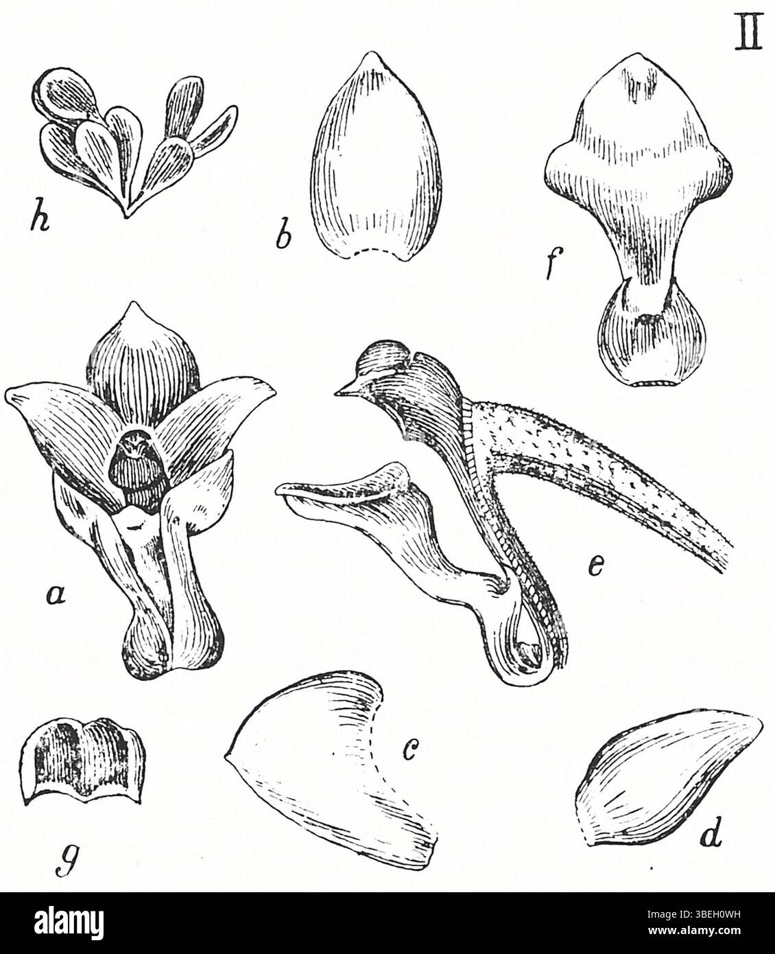 Pinalia rhynchostyloides, formerly Eria rhynchostyloides, is featured ...