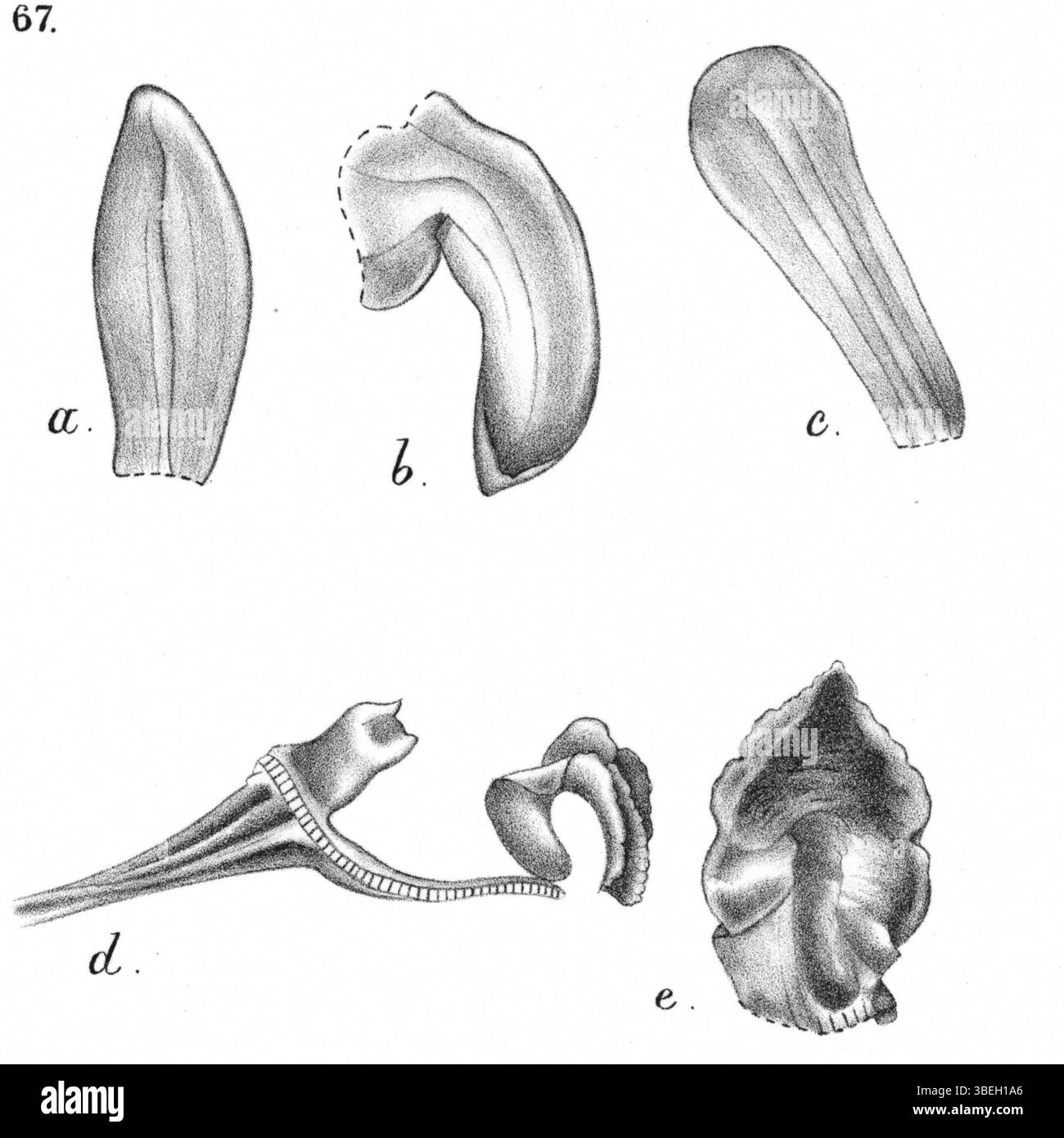 Characteristic flower Cut Out Stock Images & Pictures - Alamy