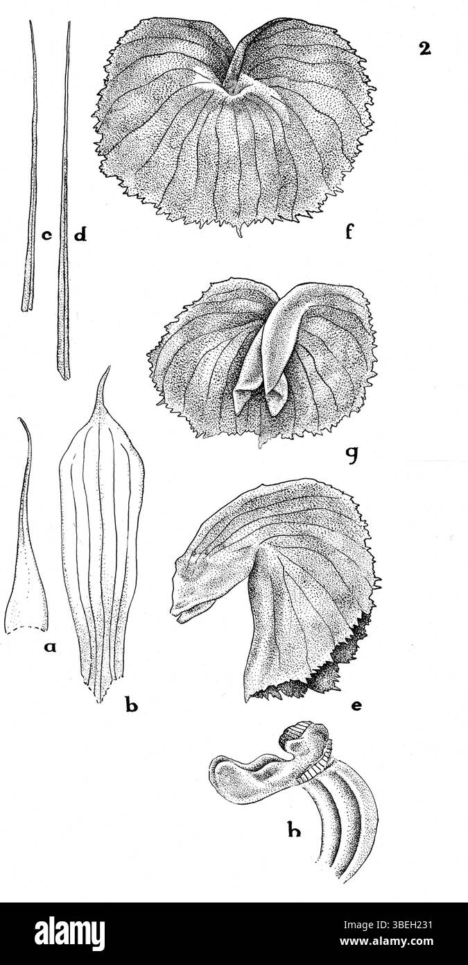 Corybas erythrocarpus hi-res stock photography and images - Alamy