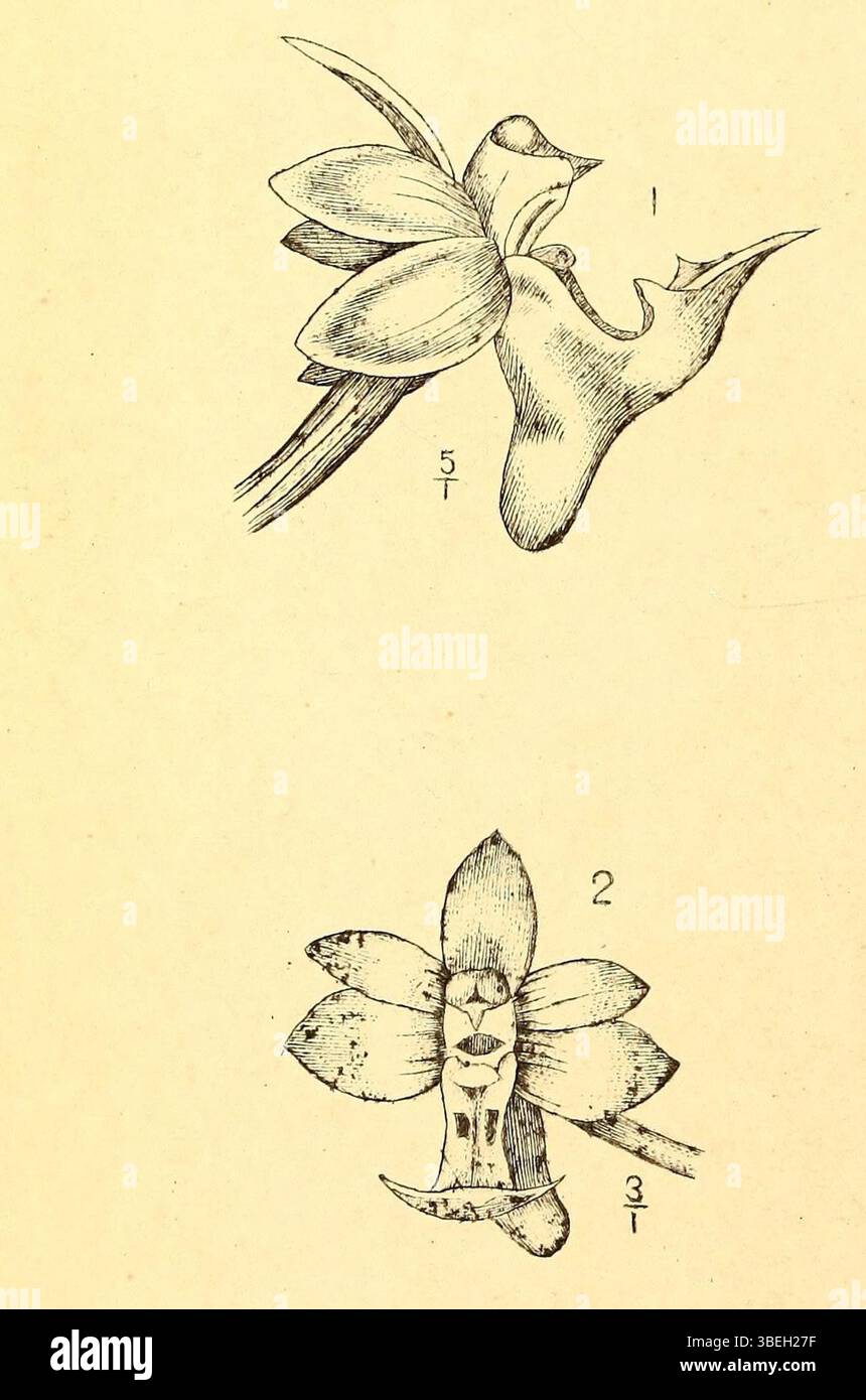 This botanical illustration by Johannes Jacobus Smith from 1906 depicts ...