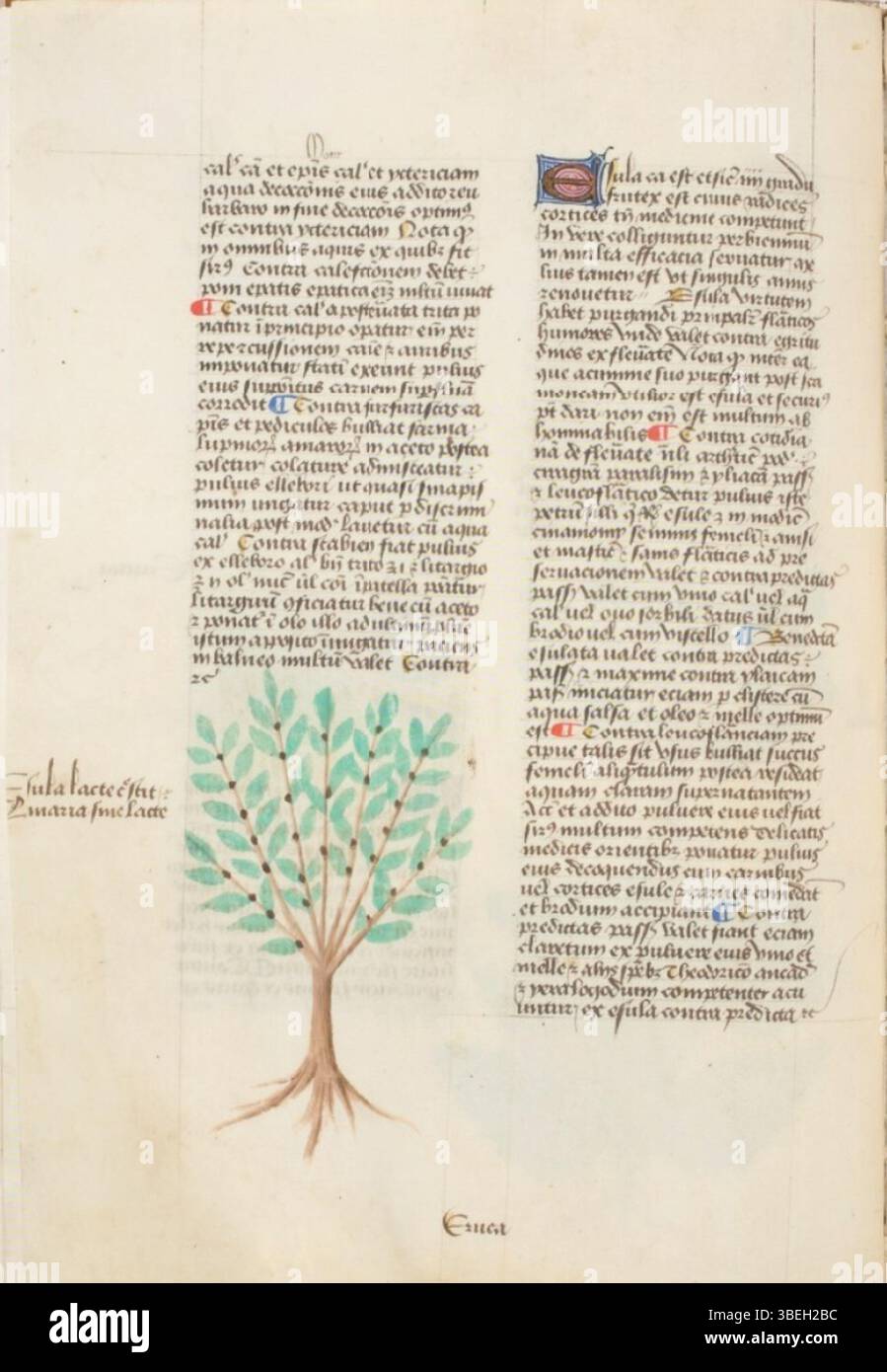 This manuscript page, labeled Estense alfa.l.09.28, f.056v, dates back ...