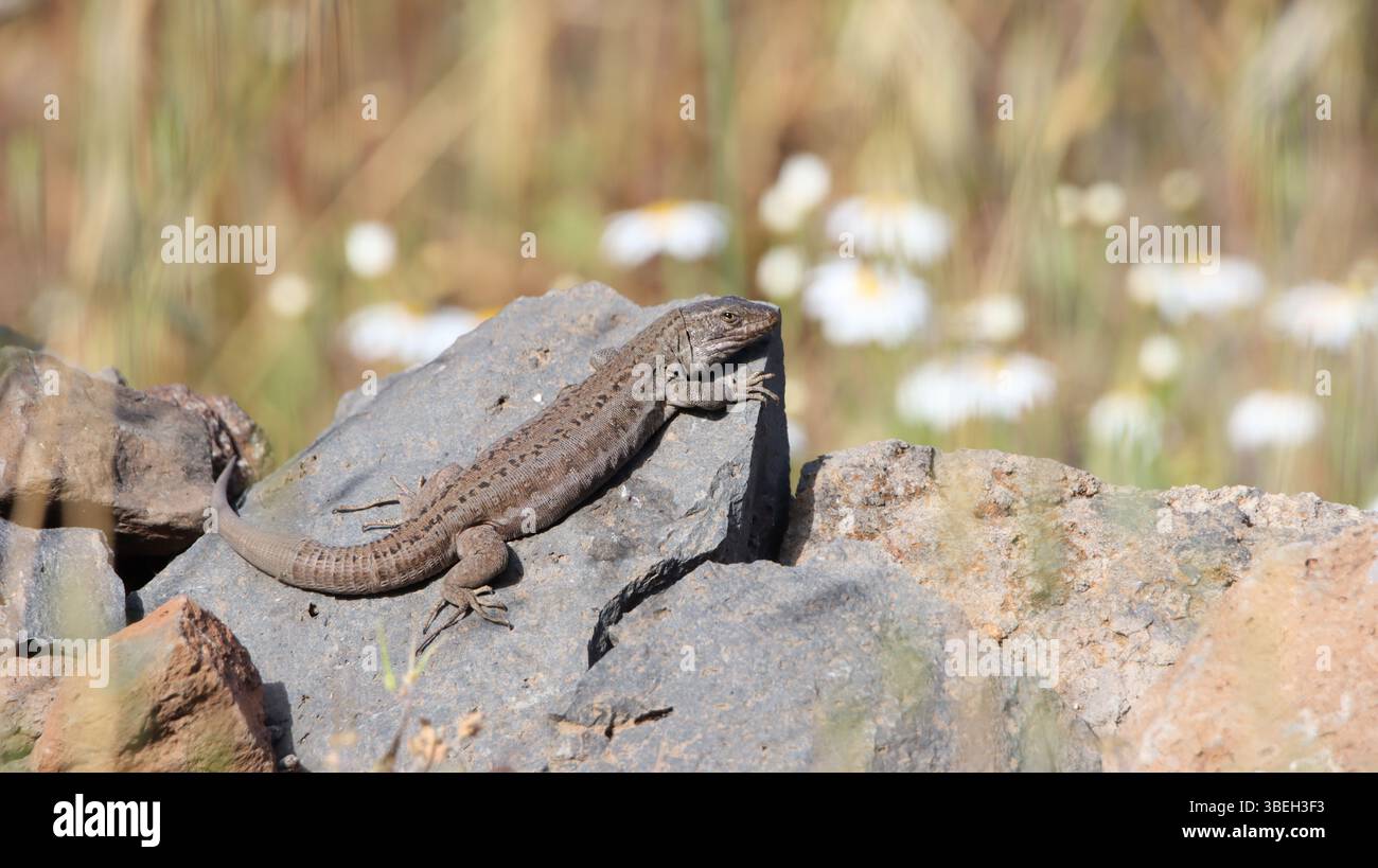 Female lizard Gallotia galloti, basking on a rock Stock Photo - Alamy