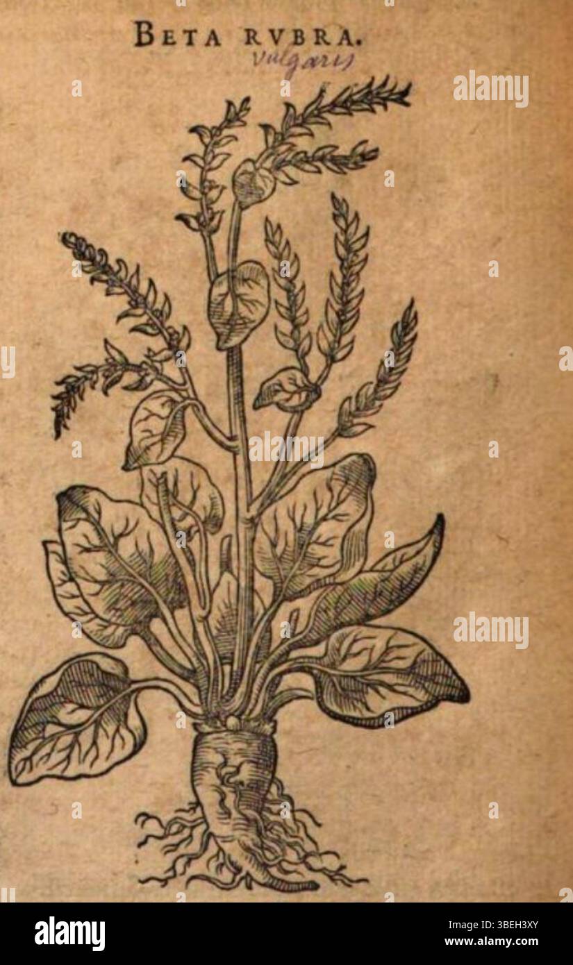 A 1586 botanical illustration of 'Beta rubra' (red beetroot) displays ...