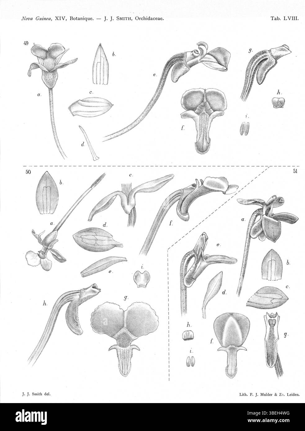 This illustration from the 'Nova Guinea' series by Johannes Jacobus ...