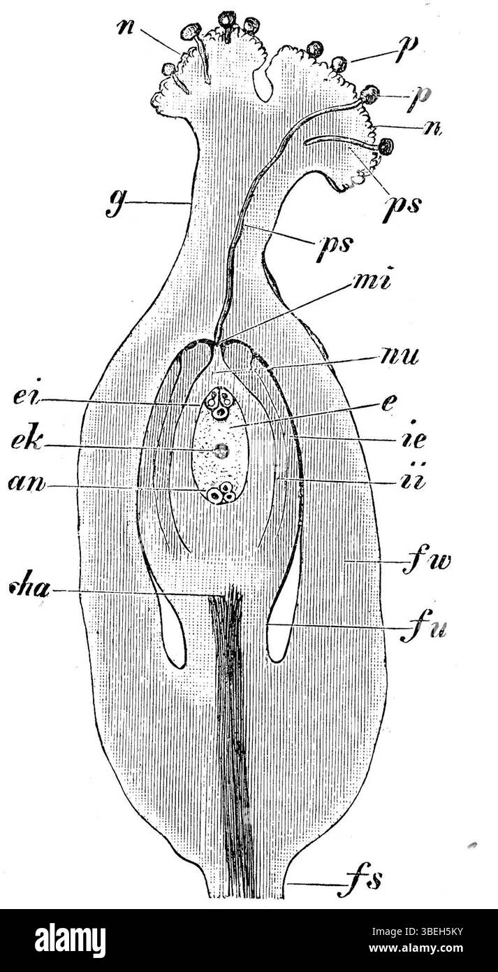 This illustration by E. Strasburger from 1900 depicts the ovary or ...