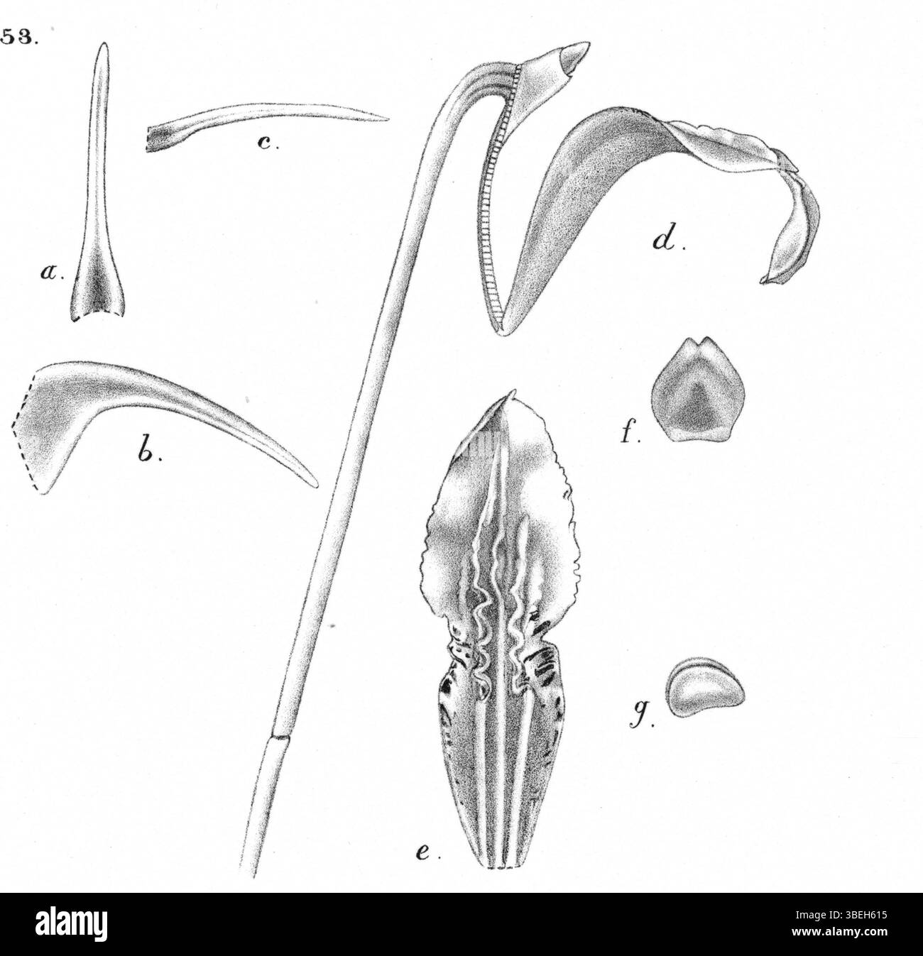 An illustration of the Dendrobium stelliferum orchid, from Nova Guinea ...