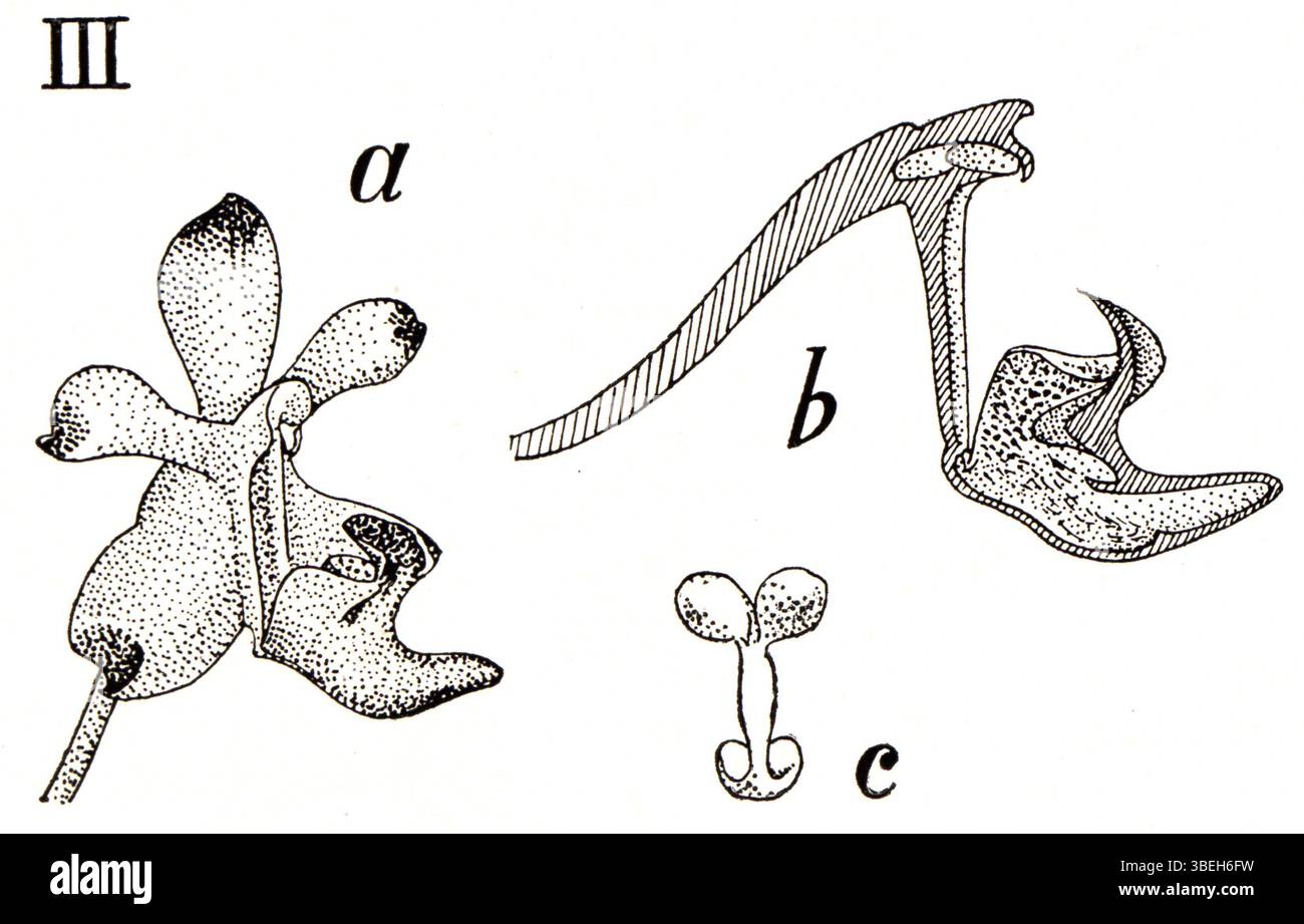 A botanical illustration from 1938 by Johannes Jacobus Smith showing ...