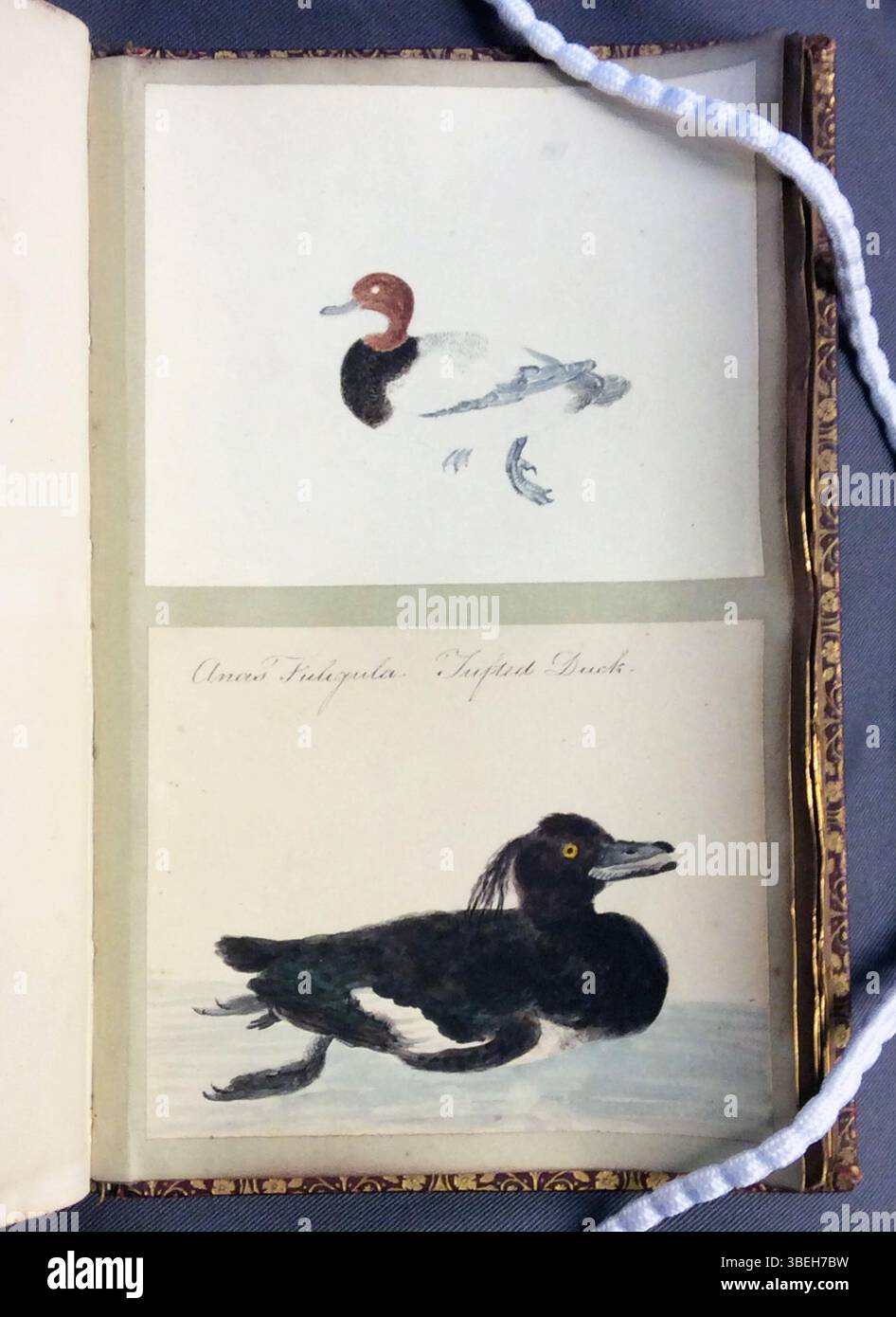 Border between devon and cornwall hi-res stock photography and images ...