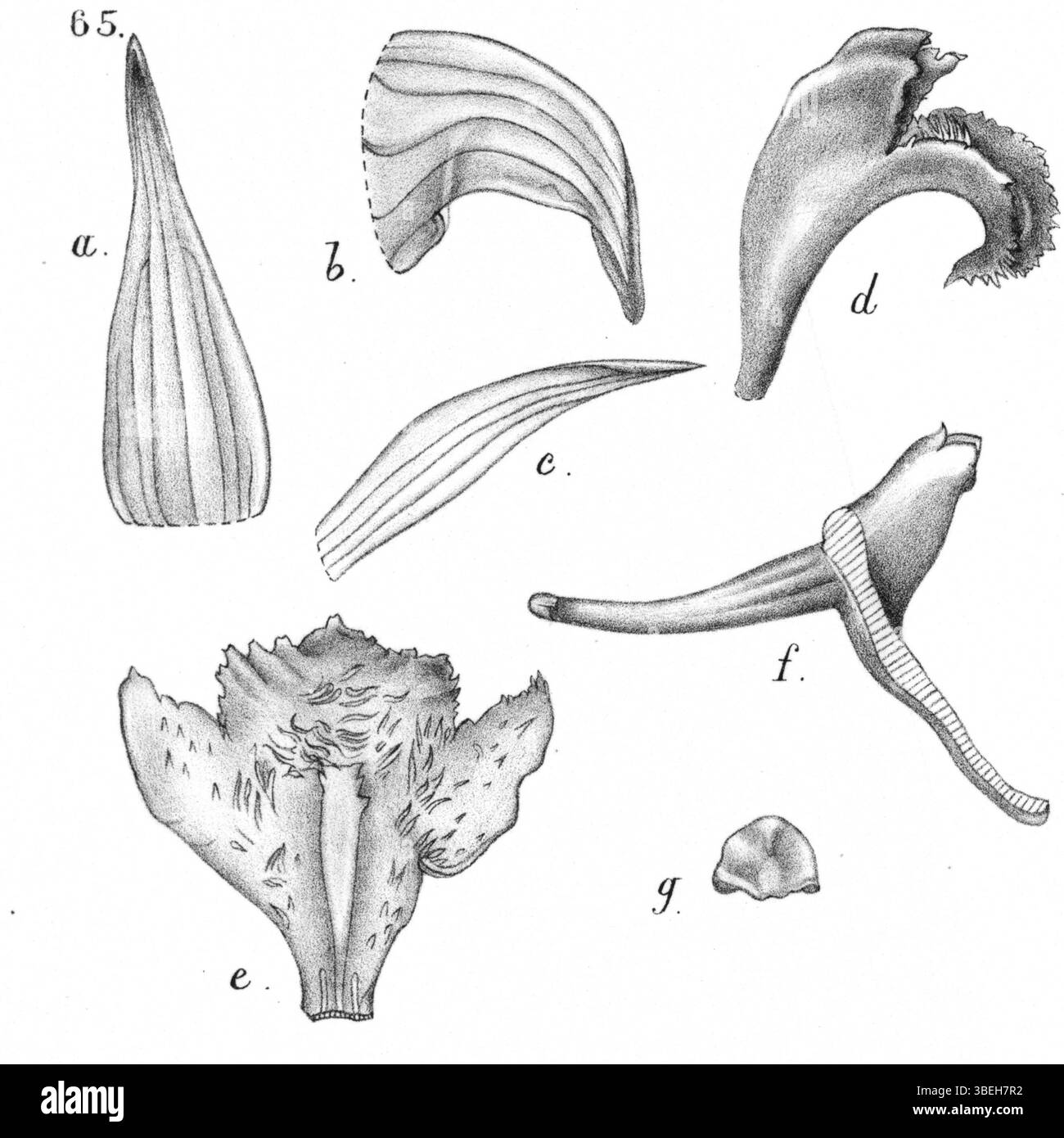 Unique taxonomy Cut Out Stock Images & Pictures - Alamy