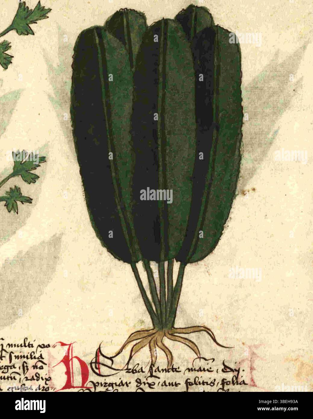 This manuscript detail from Munich Cim. 79, dating after 1440 ...