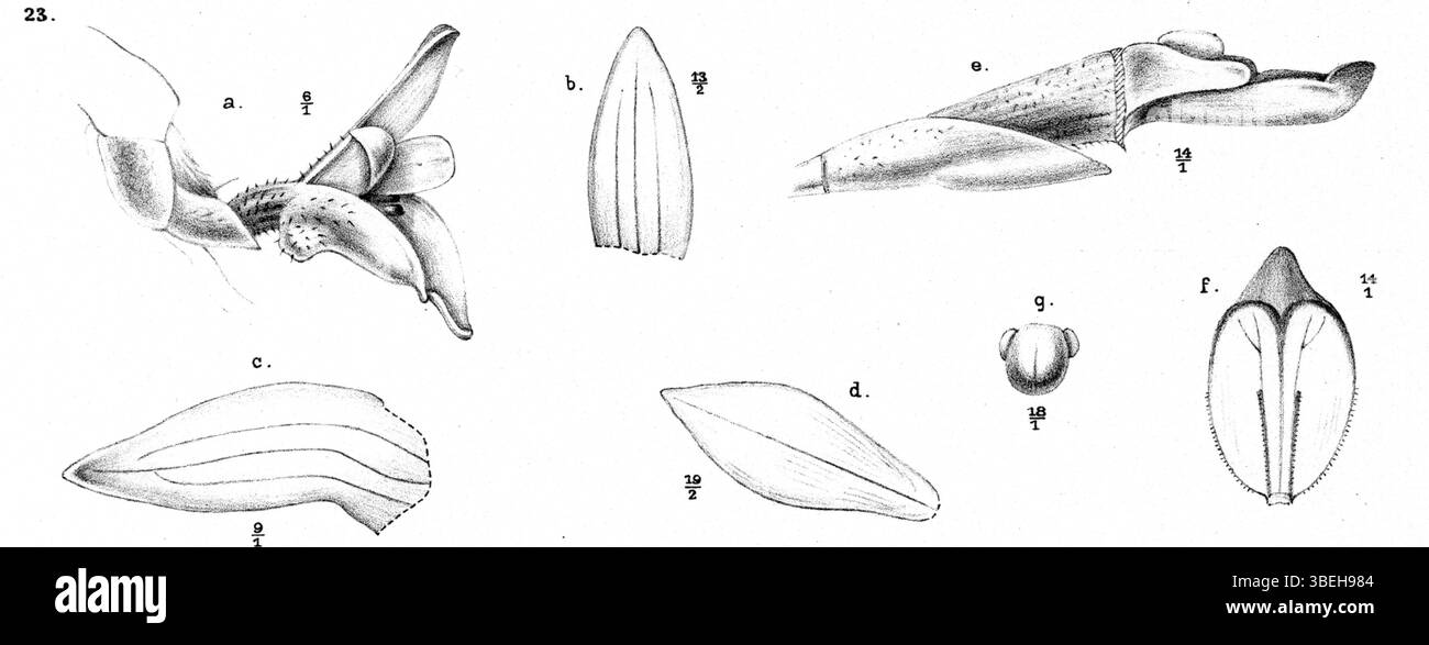 This botanical illustration by Johannes Jacobus Smith depicts ...