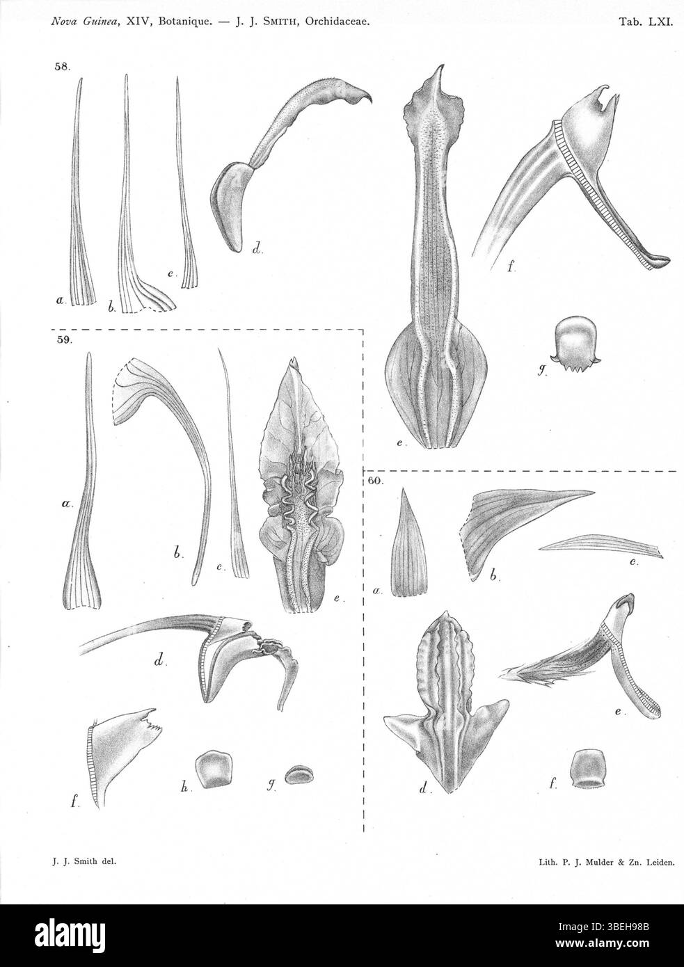 This botanical illustration by Johannes Jacobus Smith (1867-1947 ...