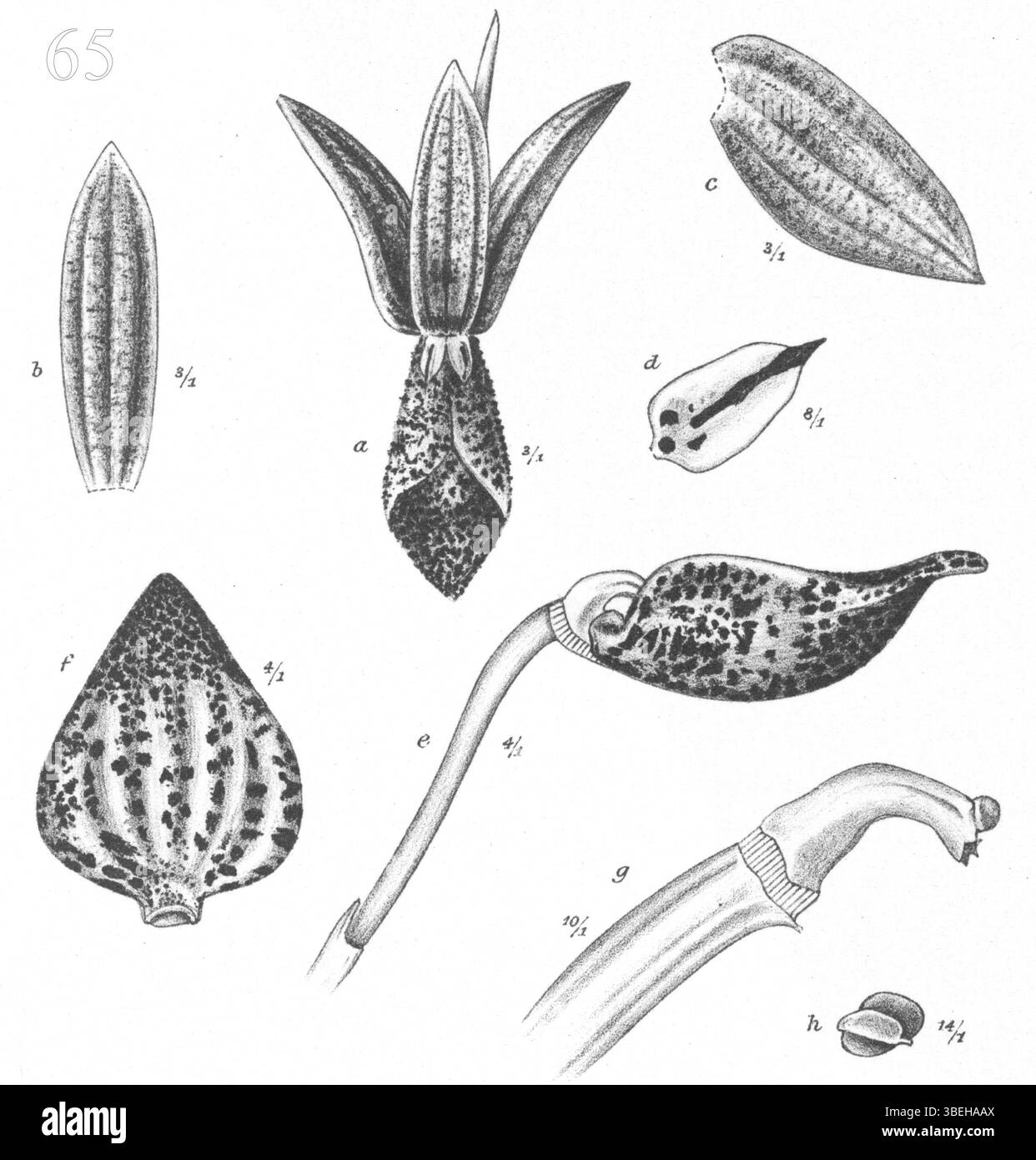 A botanical illustration of *Bulbophyllum cuniculiforme* by Johannes ...