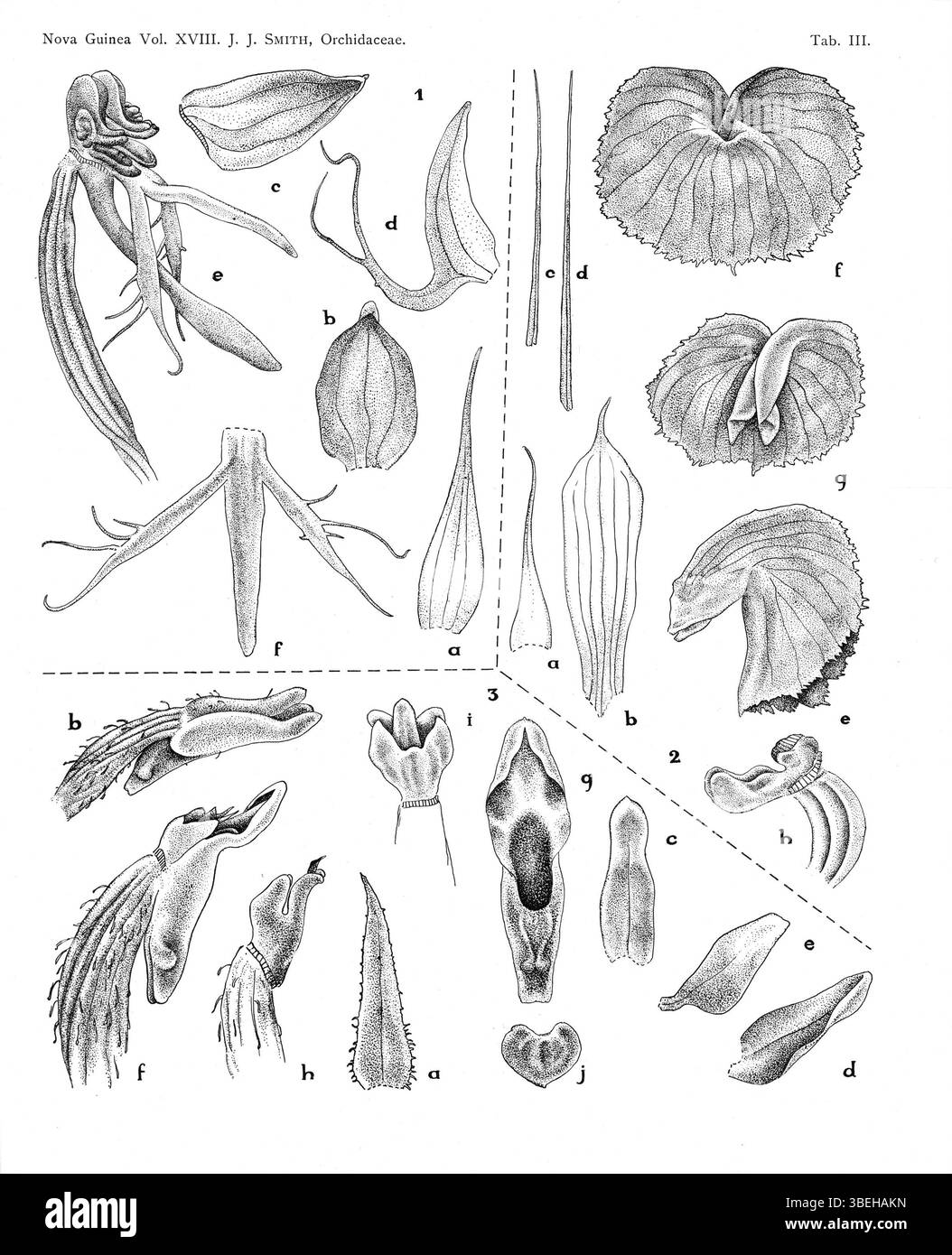 Corybas erythrocarpus hi-res stock photography and images - Alamy