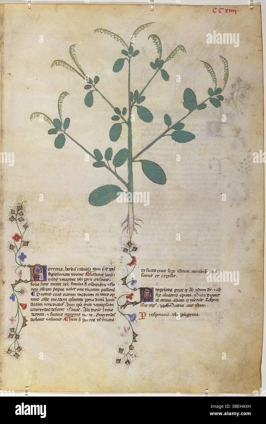 Folio 214r from the Casanatense 459 manuscript, dated between 1395 and ...