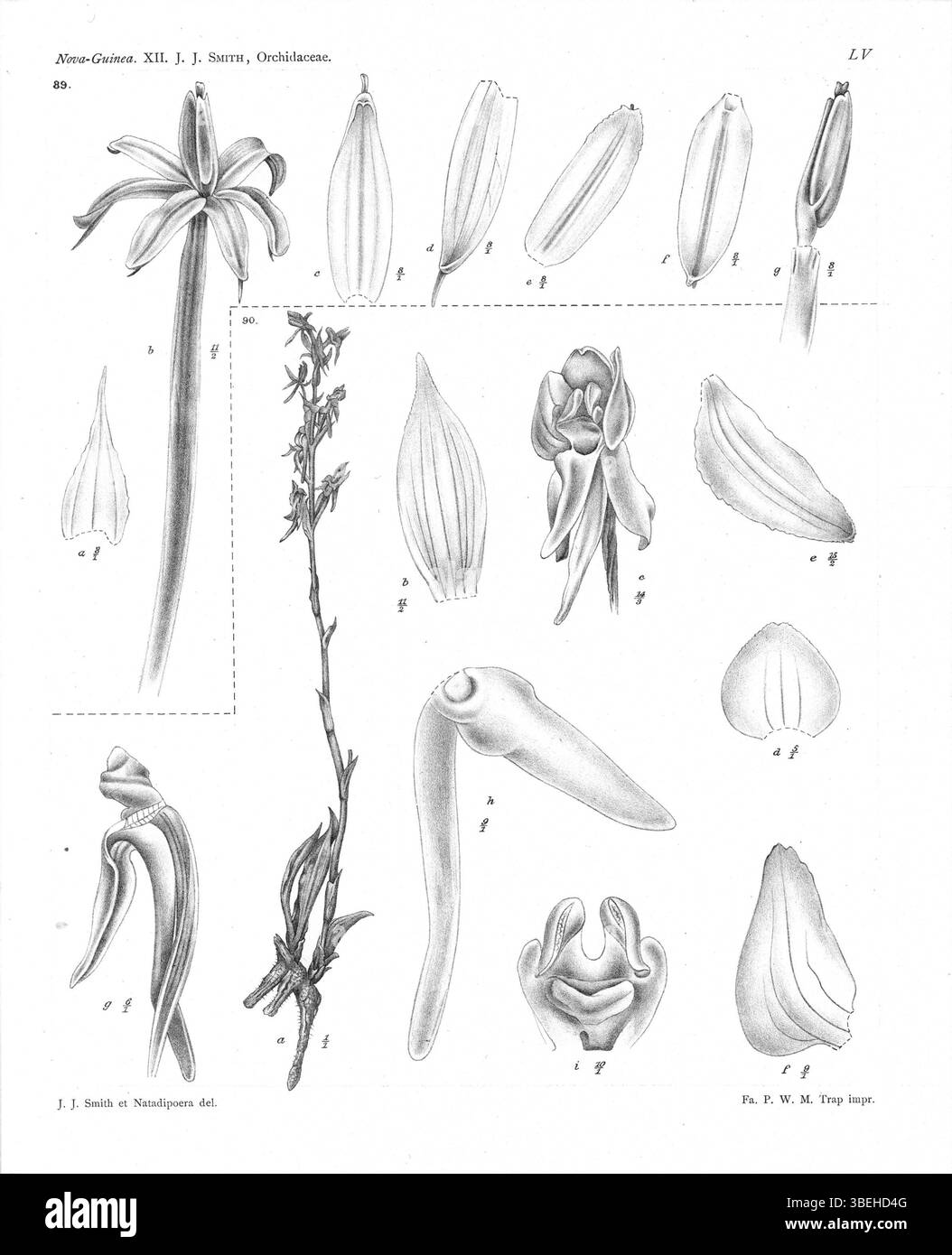 This botanical illustration from Johannes Jacobus Smith in 1915 depicts ...
