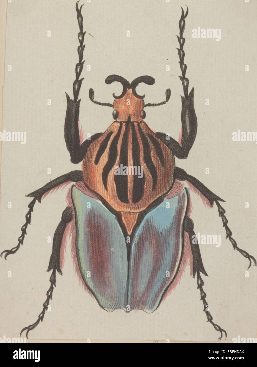 This image features a print from the 'Iconographia Zoologica ...