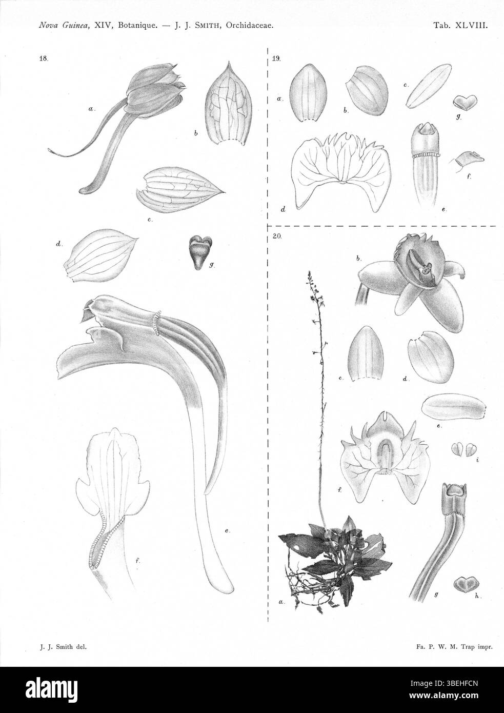 In this 1929 work by Johannes Jacobus Smith, the plants illustrated are ...