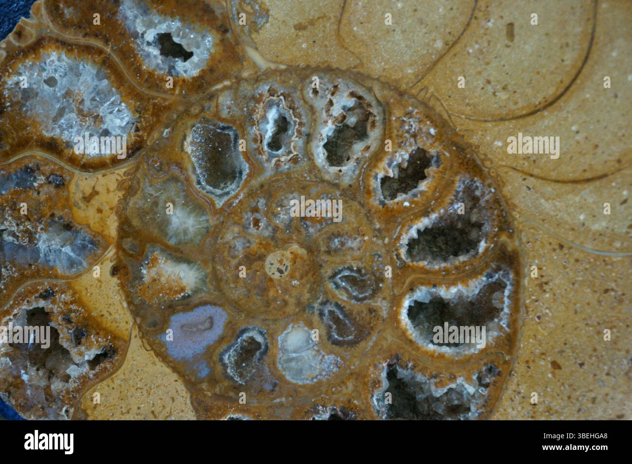 ammonites fossil texture as nice natural background Stock Photo - Alamy