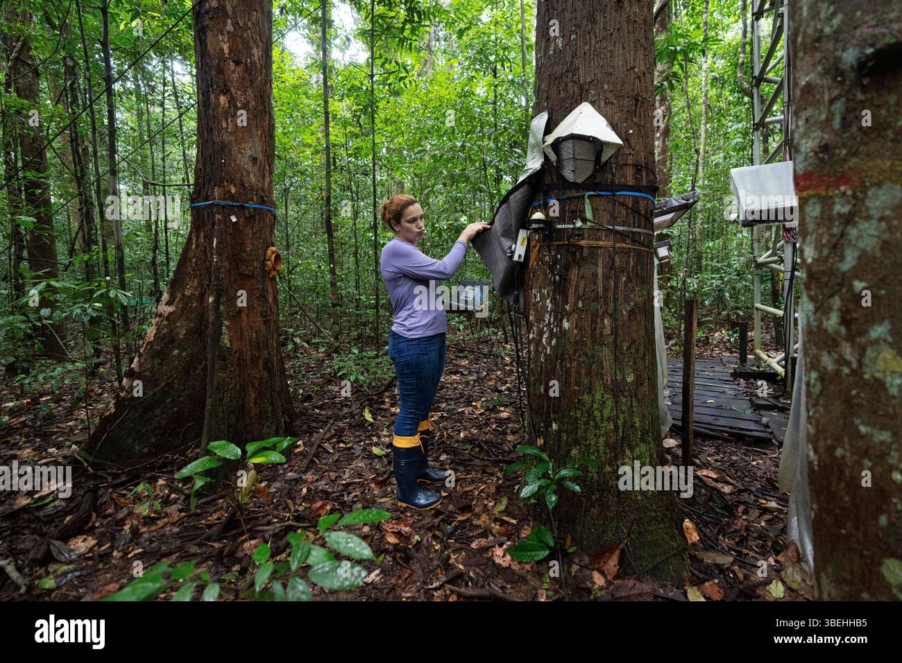 Researcher Ari Miranda Gomes collects sap from a tree at the Esecaflor ...