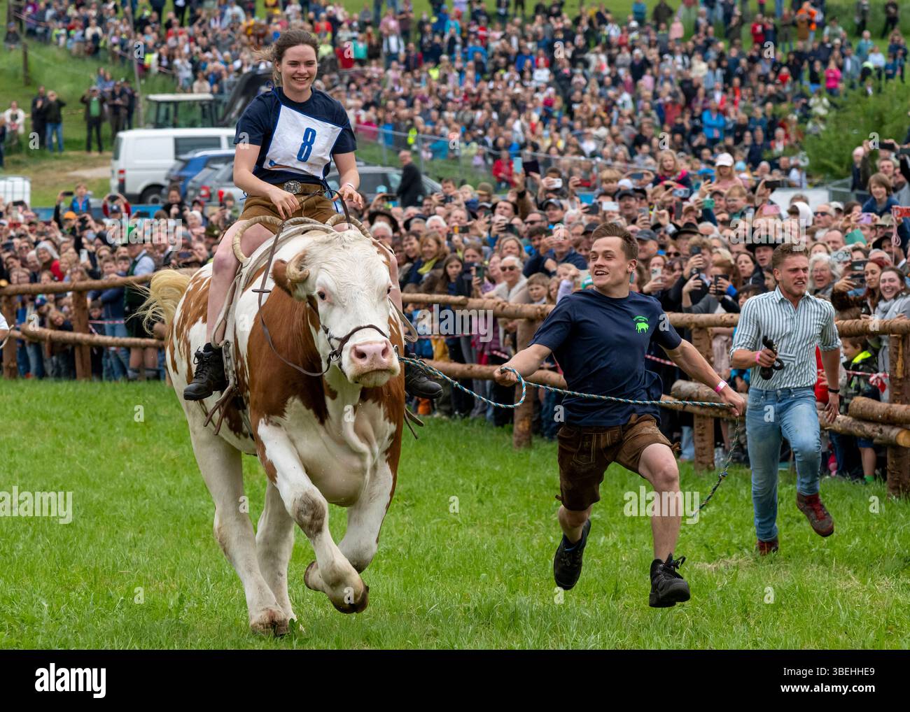 29 May 2025, Bavaria, Hadorf: The ox Muschel with his rider Theresa ...