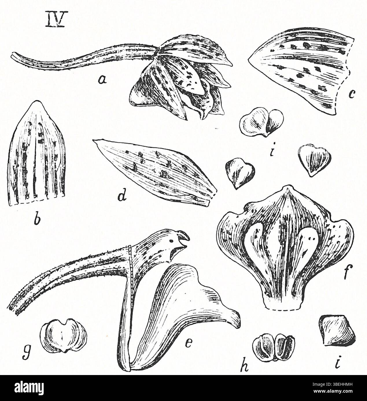 Bryobium punctatum, previously known as Eria punctata, is depicted in a ...