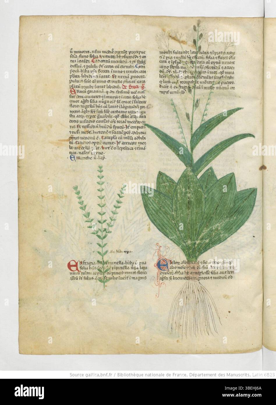 The manuscript BnF Latin 6823, folio 62v, features works by Manfredus ...