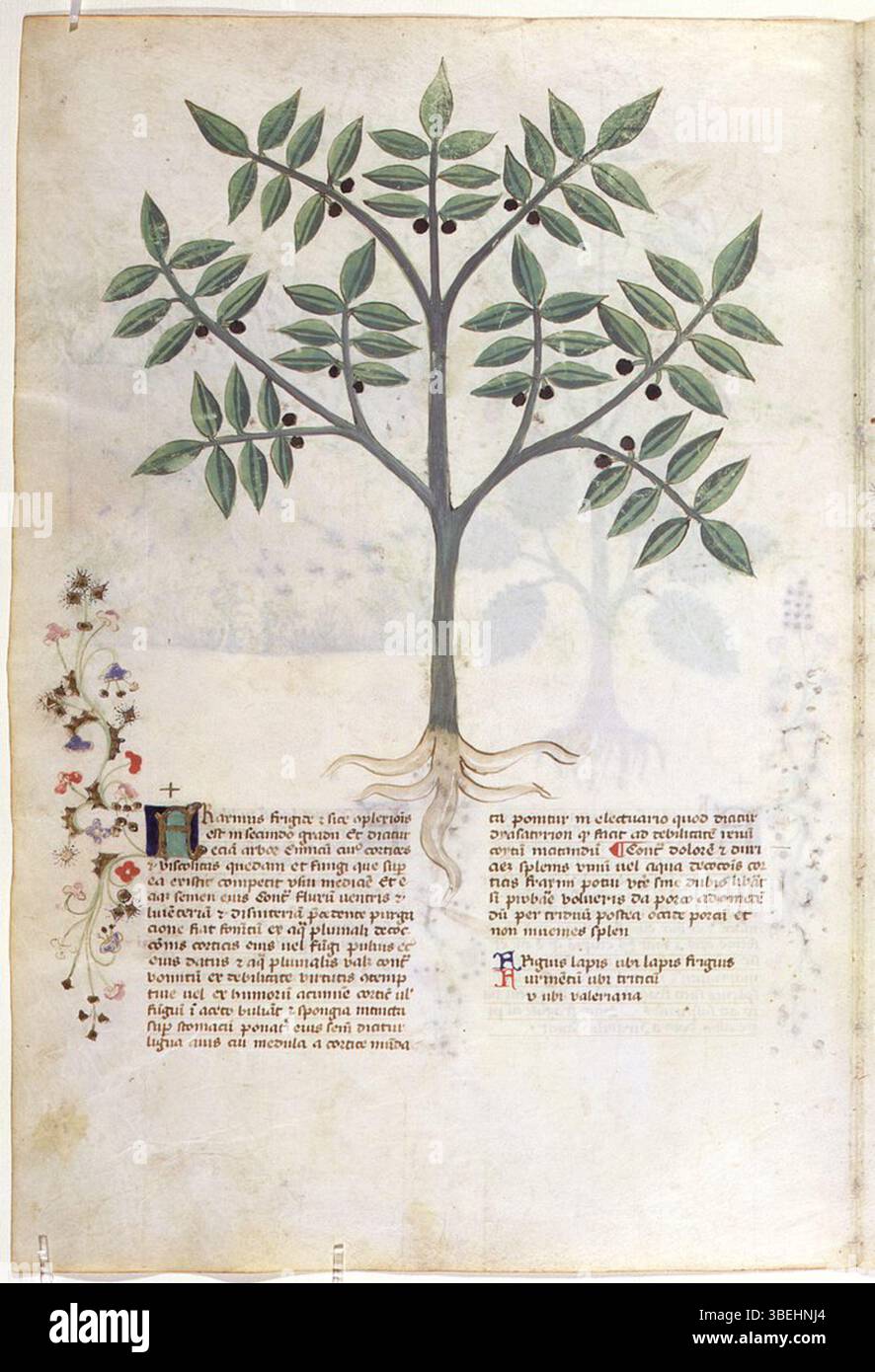 Medieval italian manuscripts hi-res stock photography and images - Alamy