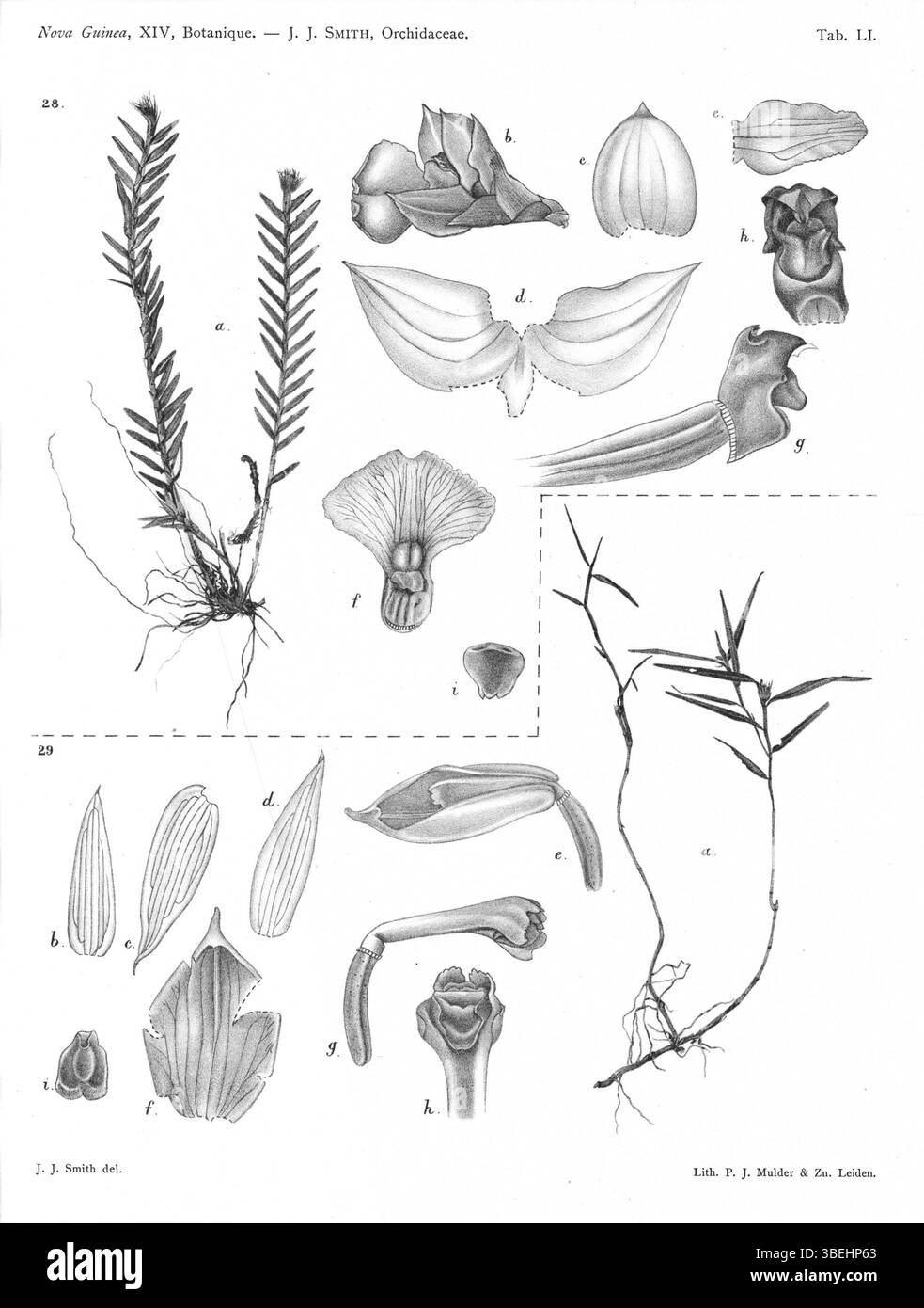 This botanical illustration, part of the 'Nova Guinea' series by ...