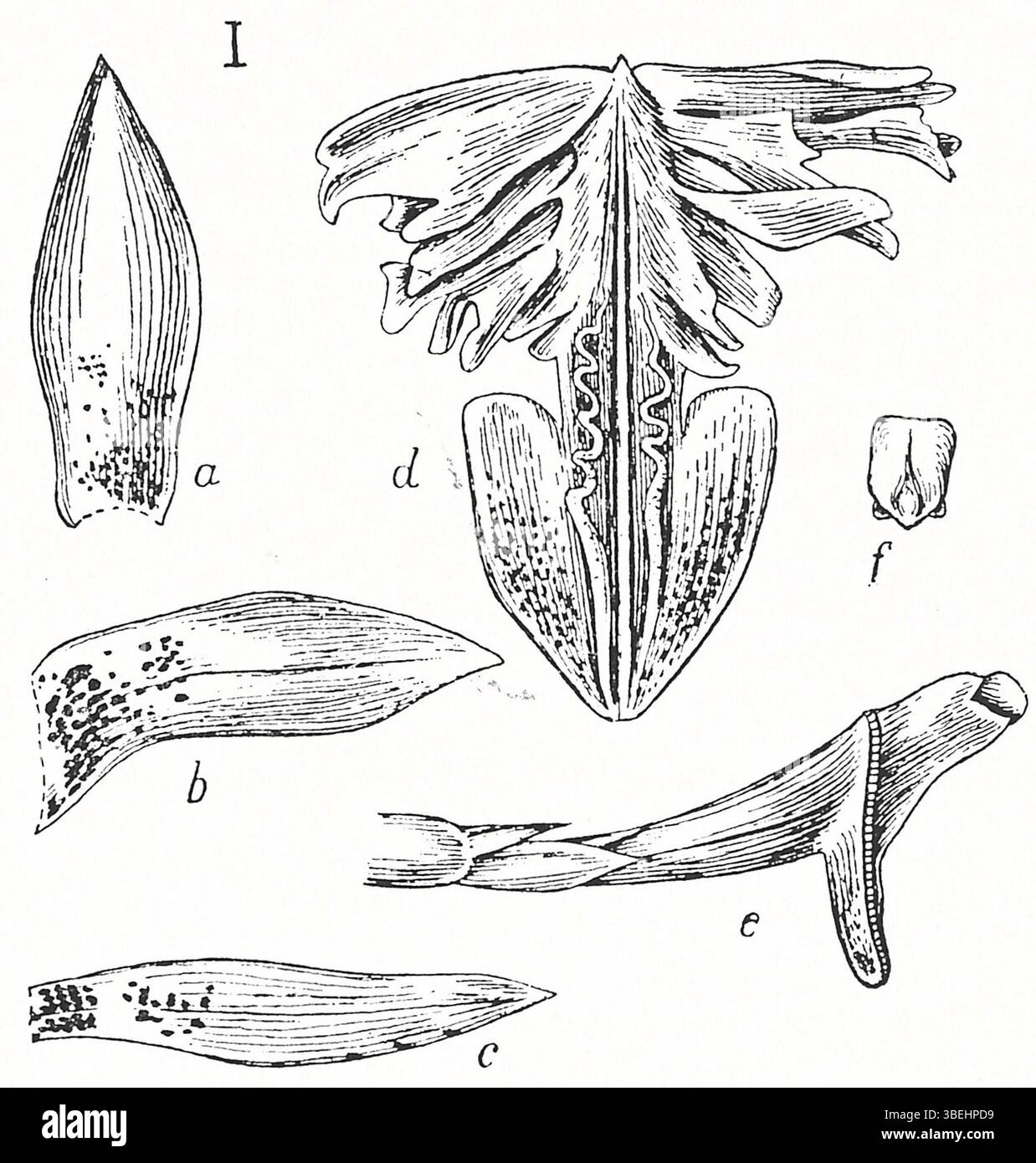 An illustration of Dendrobium aureilobum, a unique orchid species ...