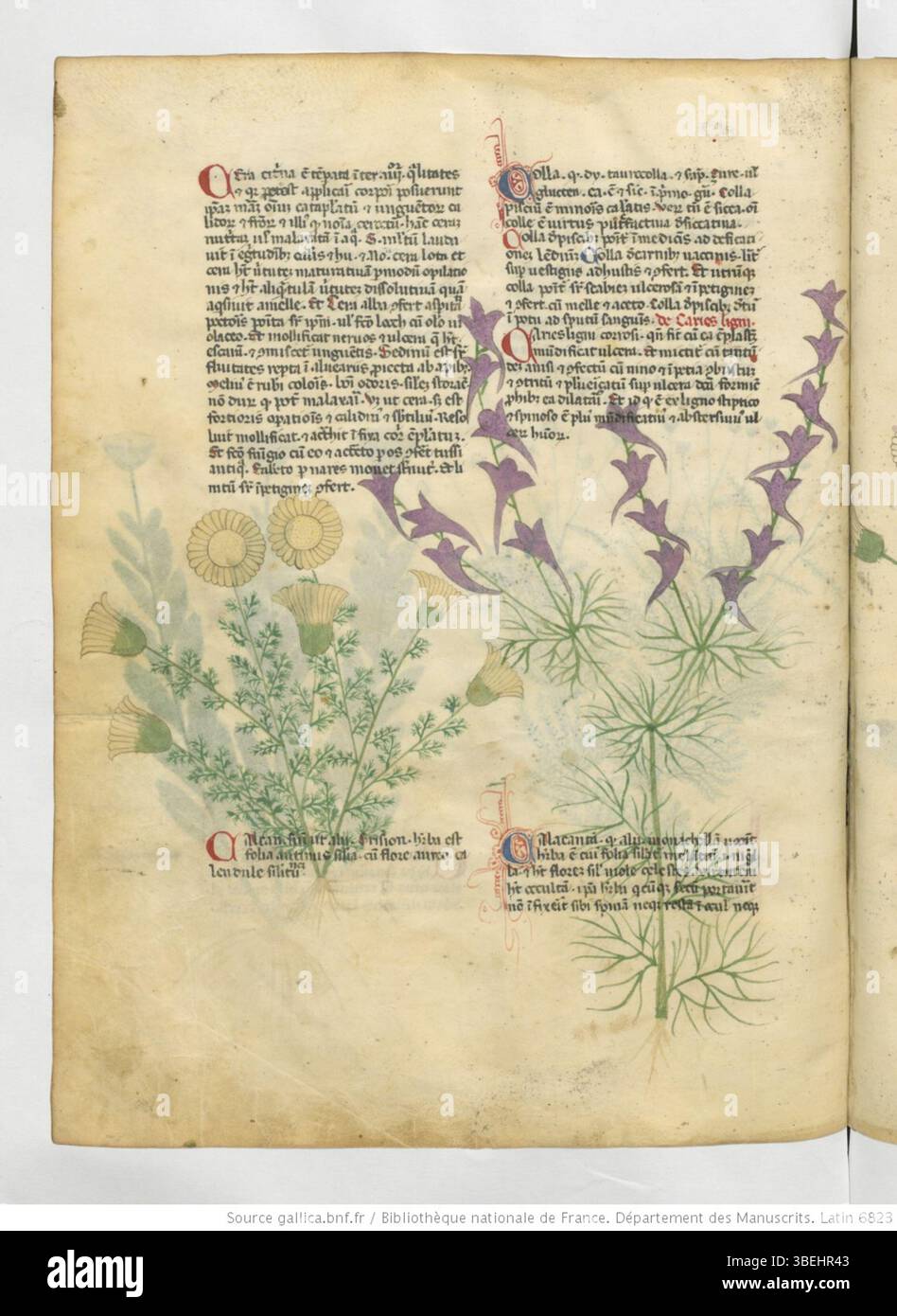 BnF Latin 6823, f.053v is a medieval manuscript from the early 14th ...
