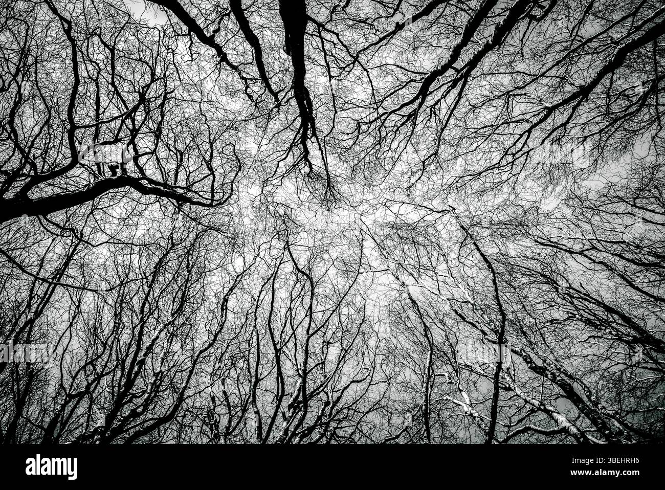 Canopy tall trees against hi-res stock photography and images - Alamy