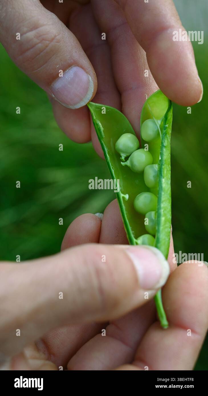 Pea cultivation in the field or plantation, shortly before harvest ...