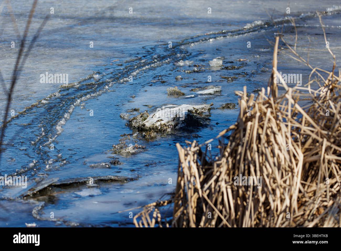 Frozen lake shoreline with cracked ice and exposed vegetation in early ...