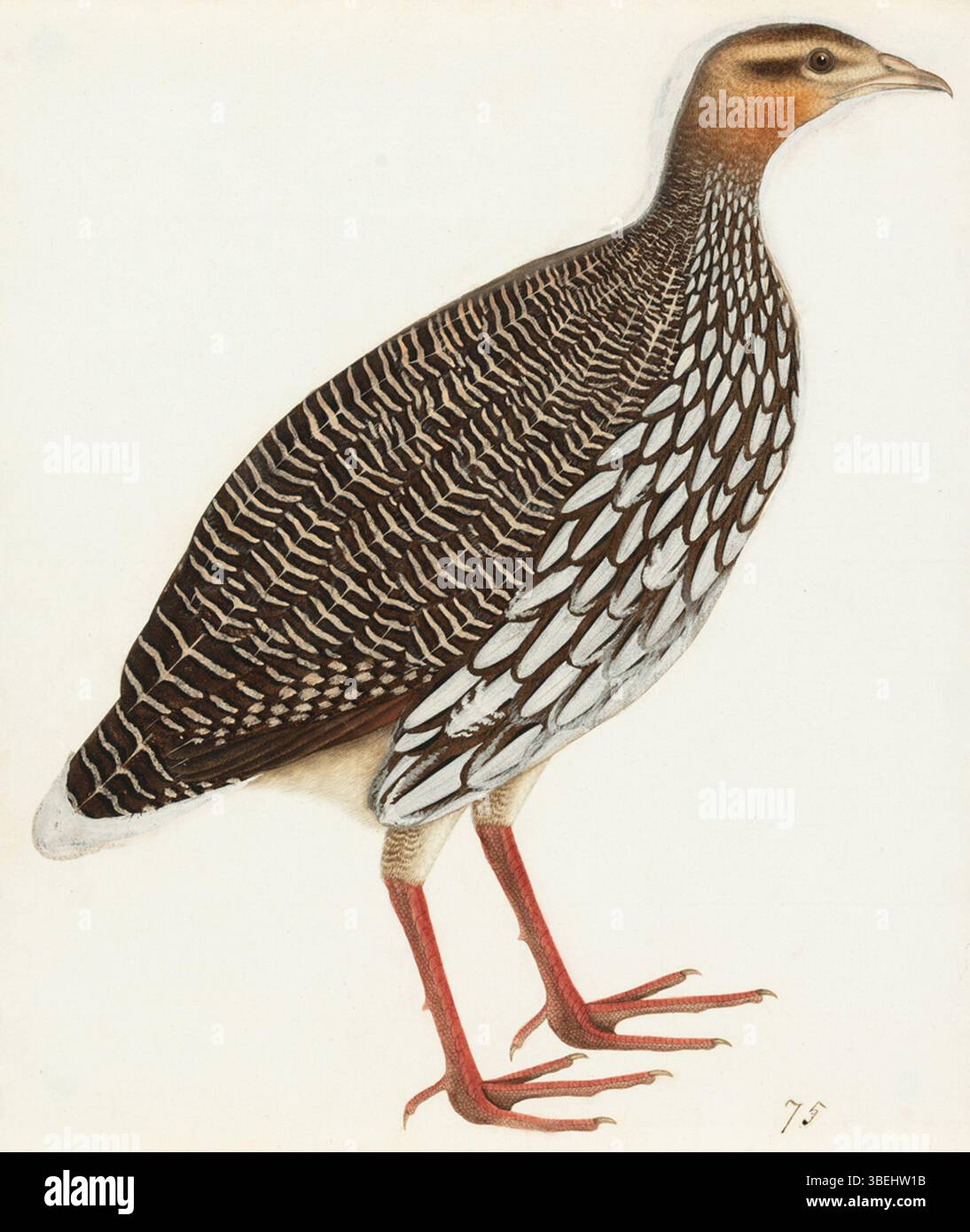 This 1800 painting depicts a partridge, a ground-dwelling bird often ...