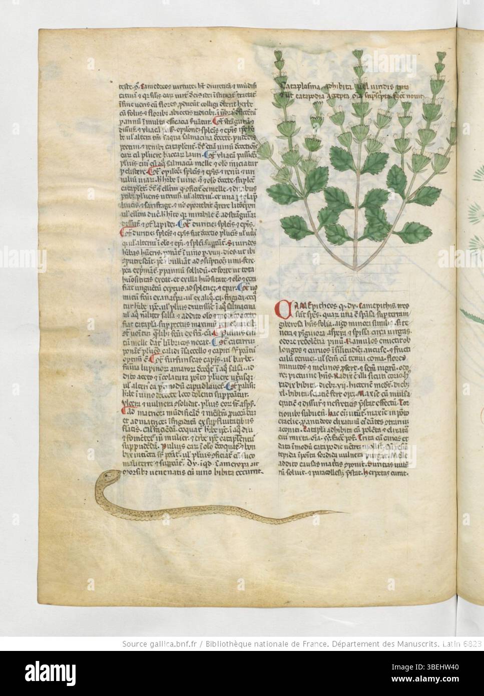The illuminated page BnF Latin 6823, f.038v, from the 14th century by ...