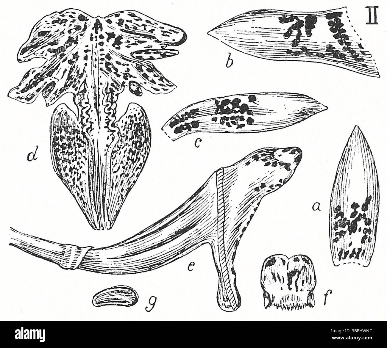 The Dendrobium luxurians, illustrated by Johannes Jacobus Smith in 1924 ...