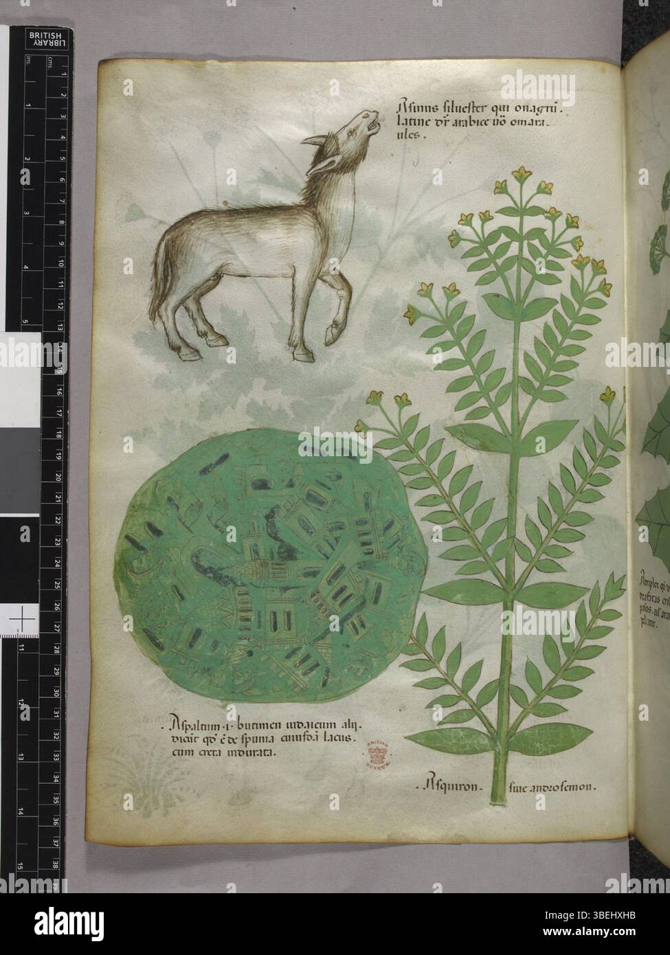 This manuscript page f.008v from *BL Sloane 4016*, circa 1440, contains ...