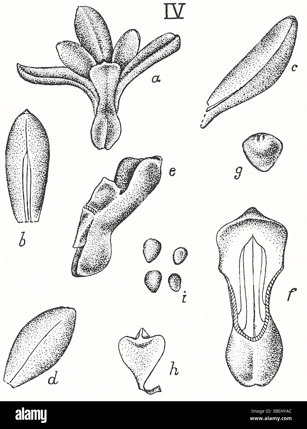 Microsaccus ramosus hi-res stock photography and images - Alamy