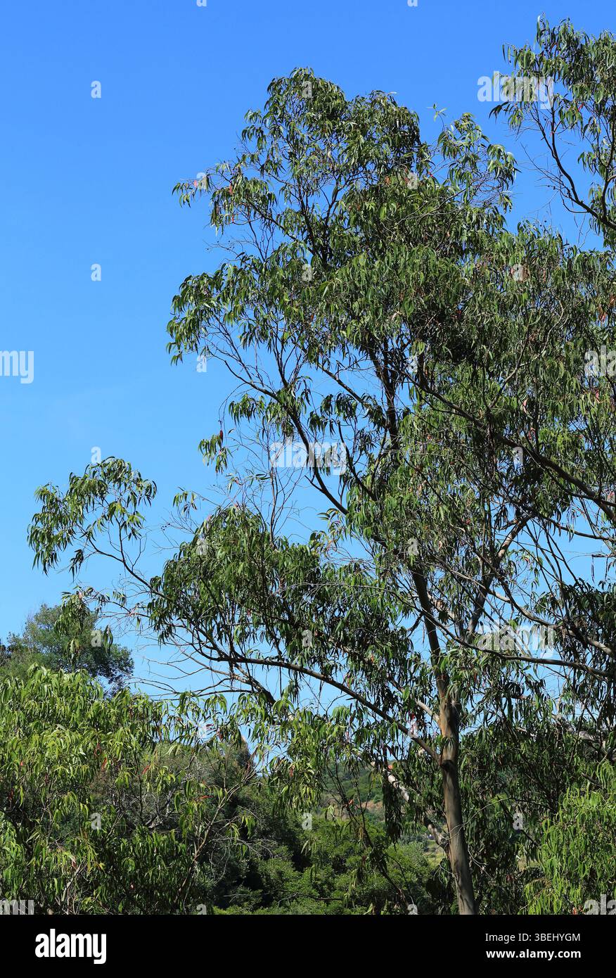 Uncultivated Eucalyptus trees, Oeiras, Portugal. Eucalyptus trees ...
