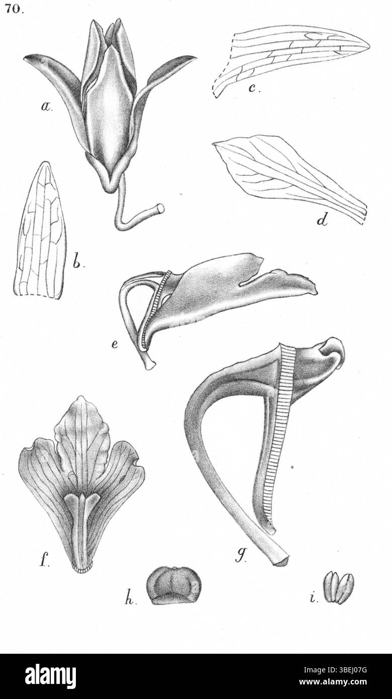 Johannes Jacobus Smith's 1929 botanical illustration features ...