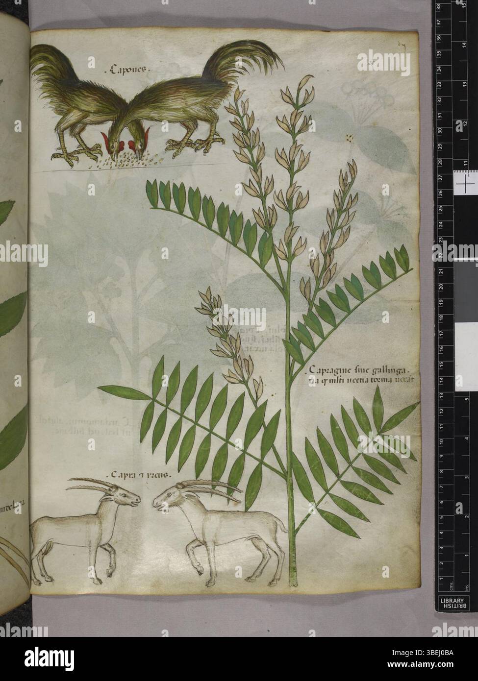 Folio 26r from Sloane MS 4016, housed in the British Library, circa ...
