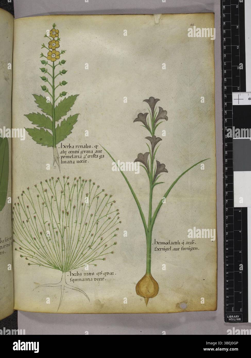 BL Sloane 4016, folio 044r, from circa 1440, is a page from a ...