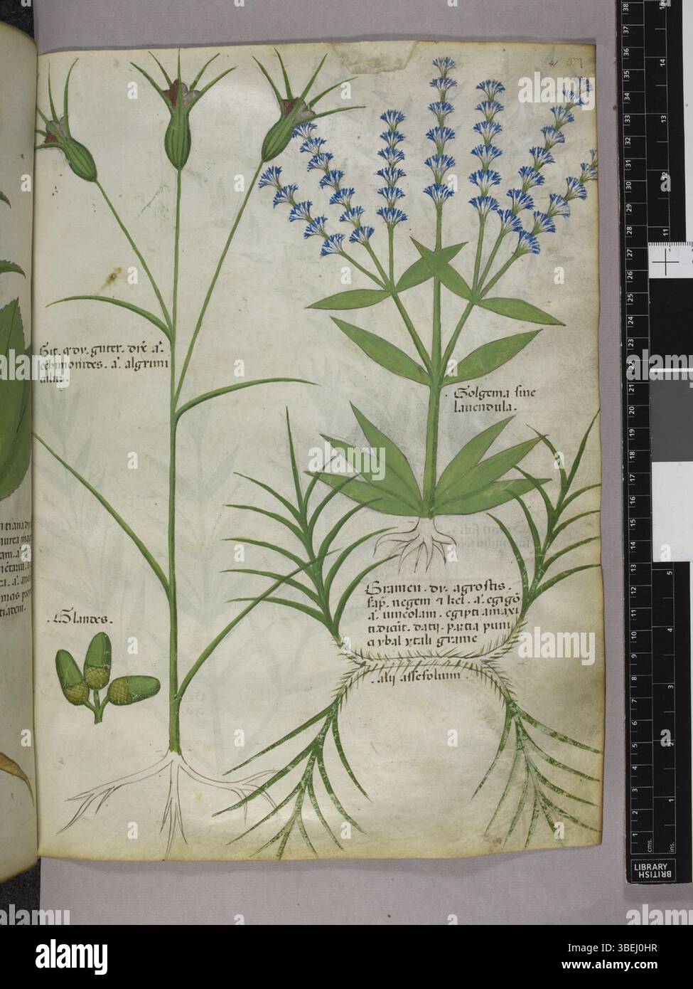 Folio 041r from the manuscript BL Sloane 4016, created around 1440 ...