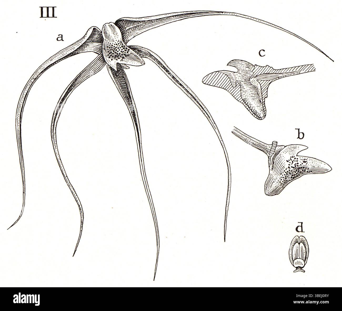 This botanical illustration from Icones Orchidacearum Malayensium ...